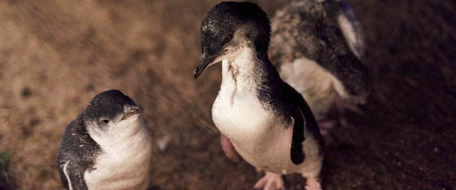 Pet-Friendly Accommodation on Phillip Island | Complete Guide